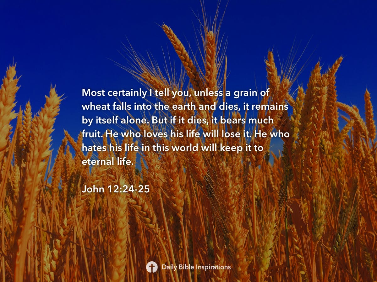 John 12 24 25 Daily Bible Inspirations