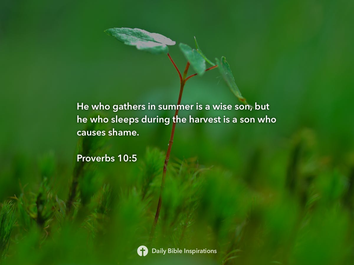 Proverbs 10:5 | Daily Bible Inspirations