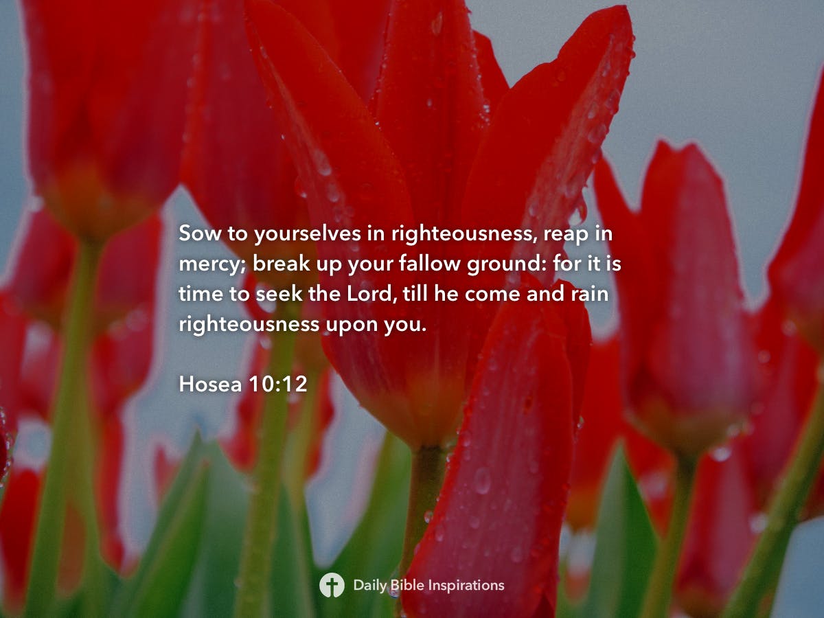 Hosea 10 12 Daily Bible Inspirations
